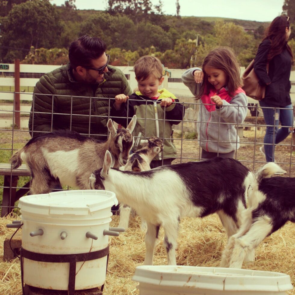 Campground Review: Santa Cruz North/Costanoa KOA in California