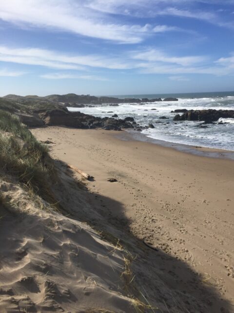 Campground Review: Santa Cruz North/Costanoa KOA in California