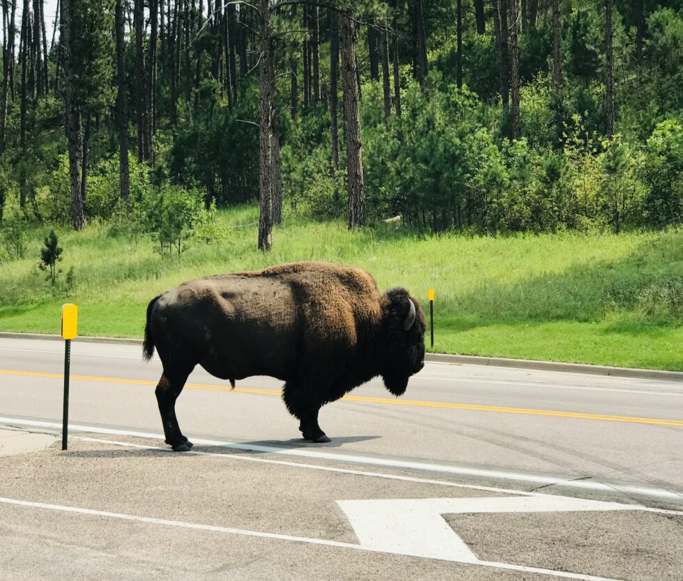 Rv Water Filters Custer State Park Can You Take Buc Ees Out Of Texas