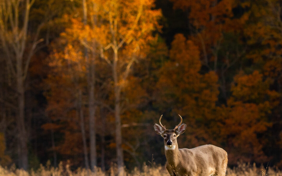 Cades Cove Fall Buck - The RV Atlas