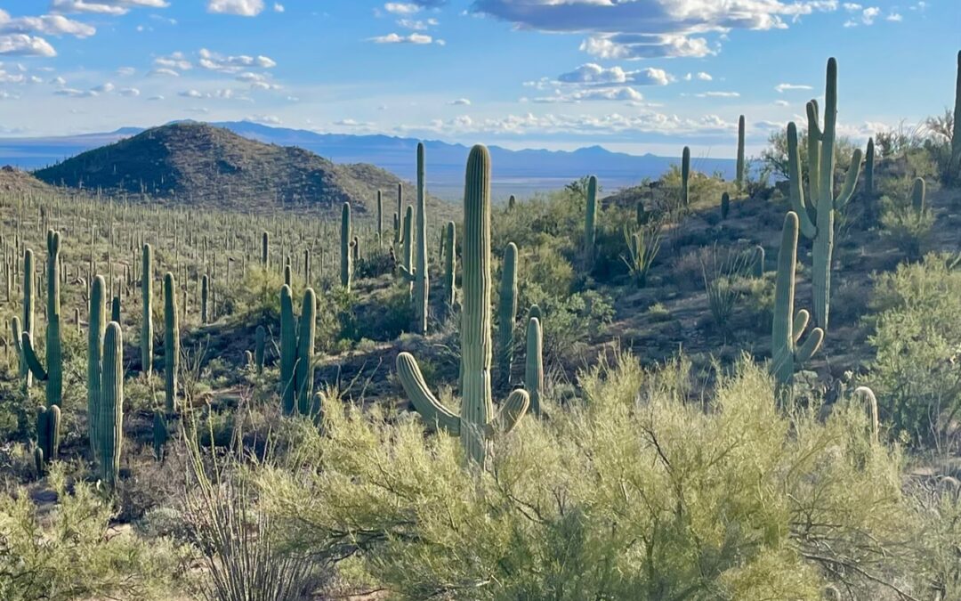 Saguaro NP - Valley View Overlook Trail - The RV Atlas